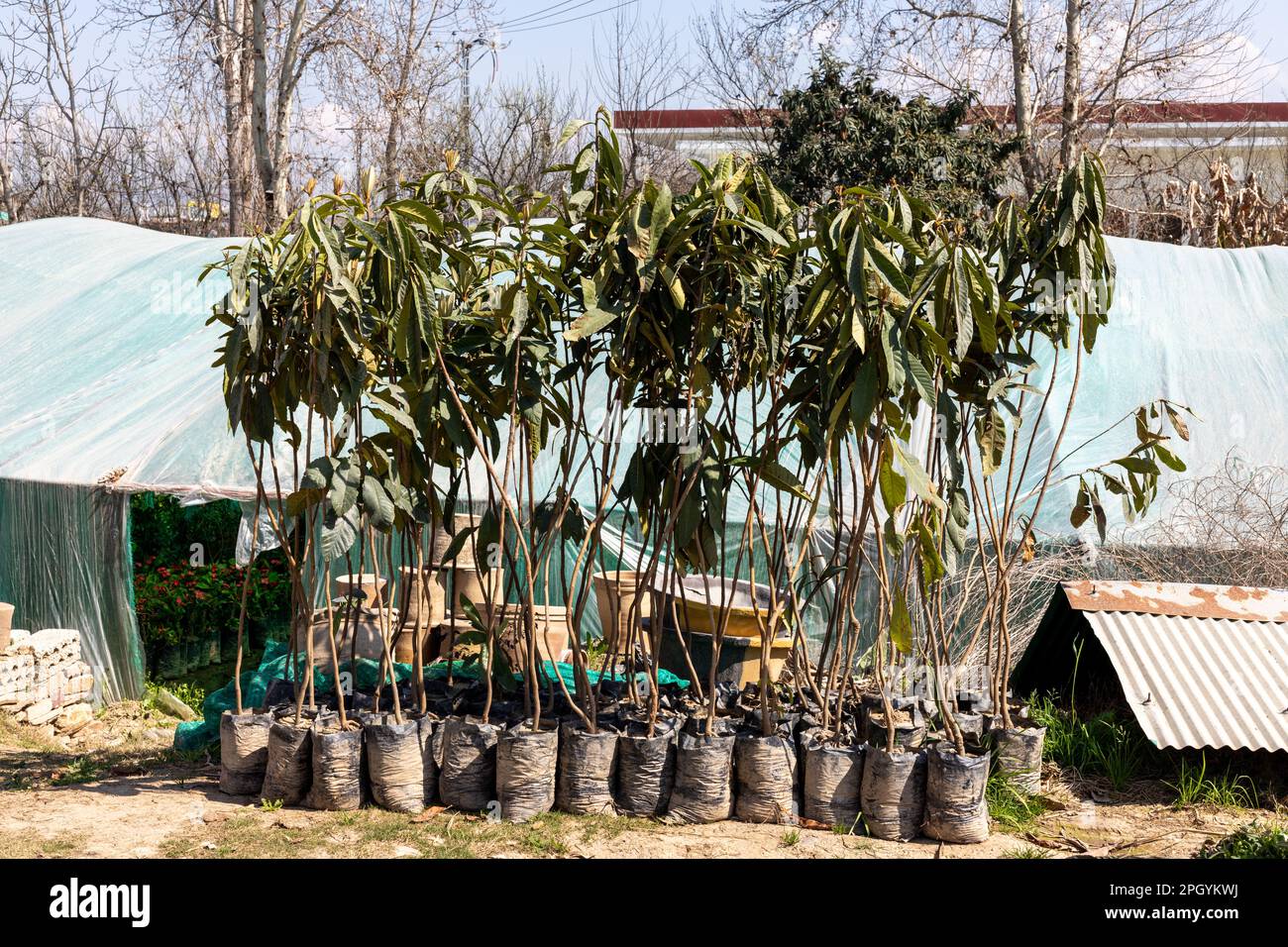 Saplings in city hi-res stock photography and images - Alamy