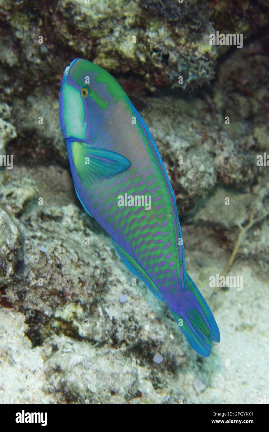 Bleekers parrotfish chlorurus bleekeri hi-res stock photography and ...