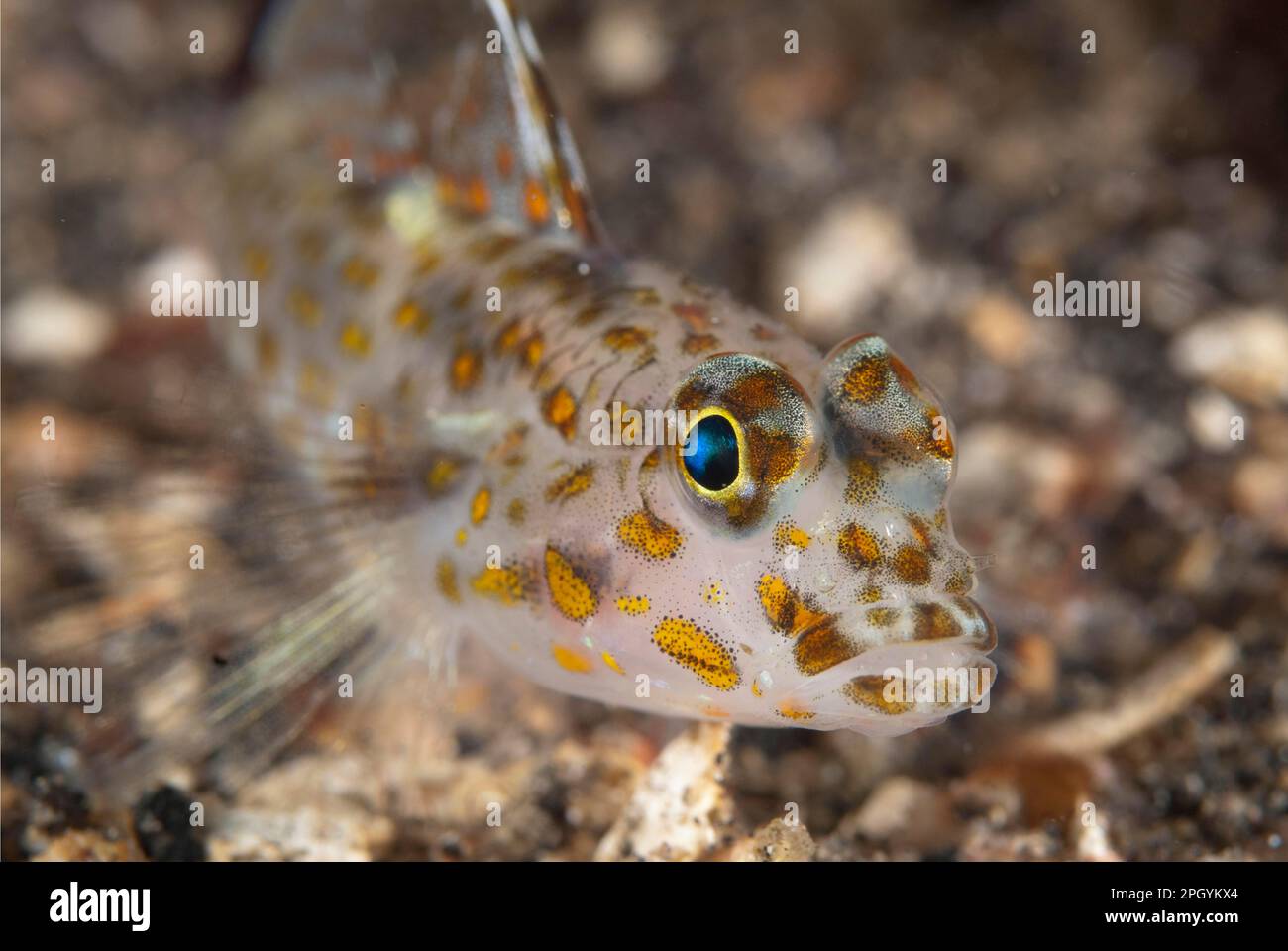 Spotted goby (Coryphopterus inframaculatus) adult, close-up of head ...