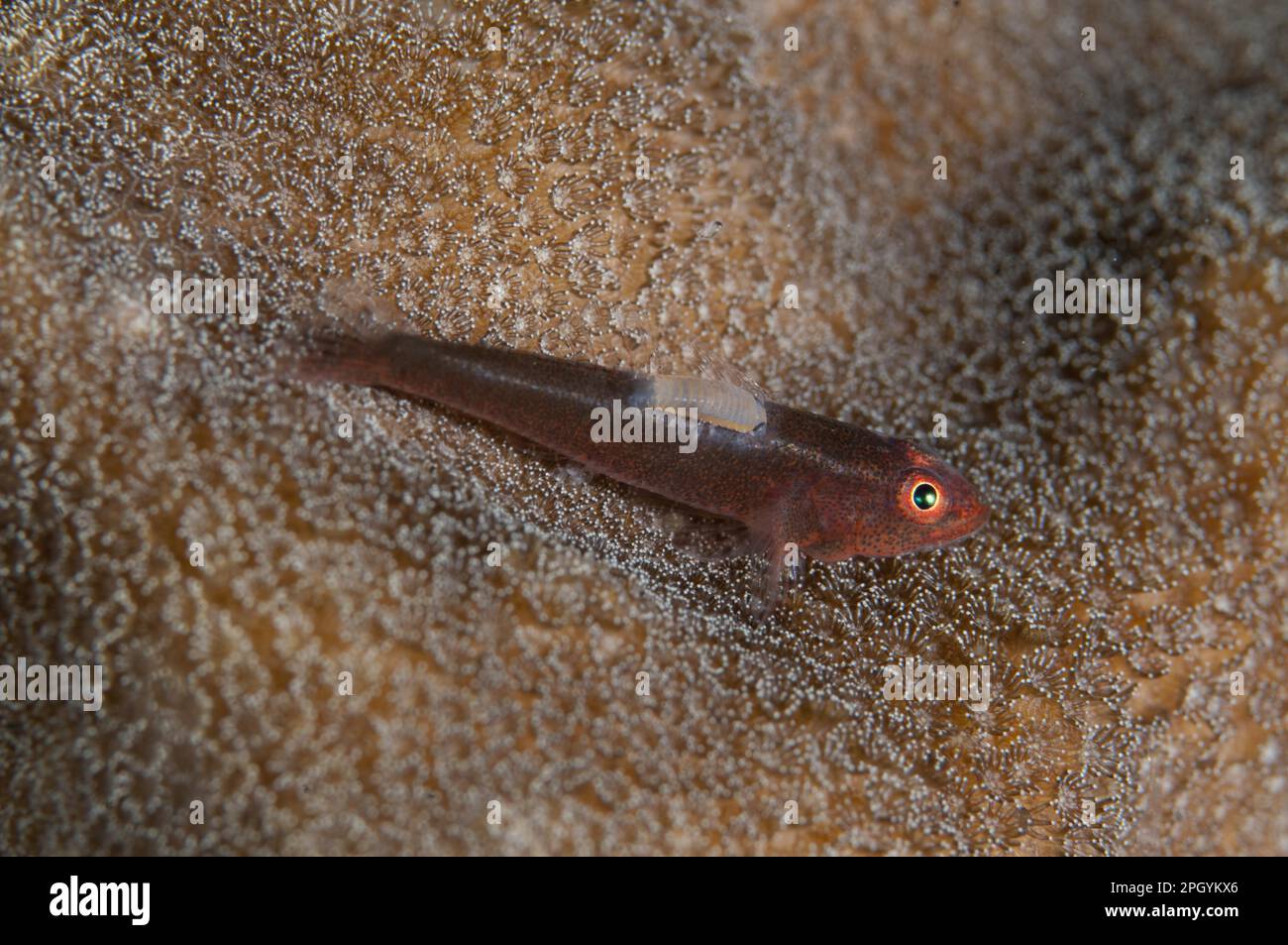 Shortnose goby (Pleurosicya spongicola) adult, with parasitic ...