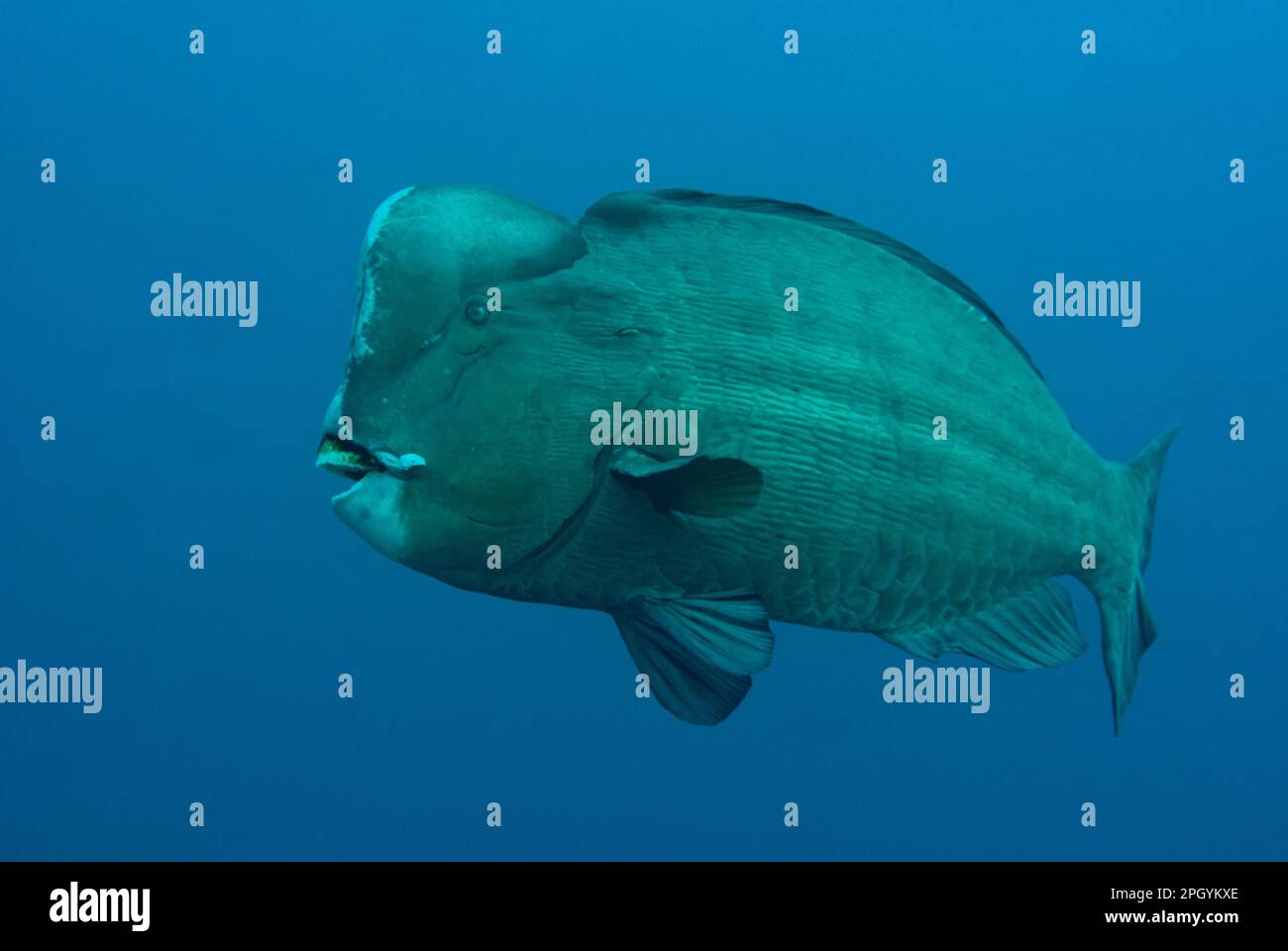 Bumphead Parrotfish, Bumphead Parrotfish, Bumphead Parrotfish, Bumphead ...
