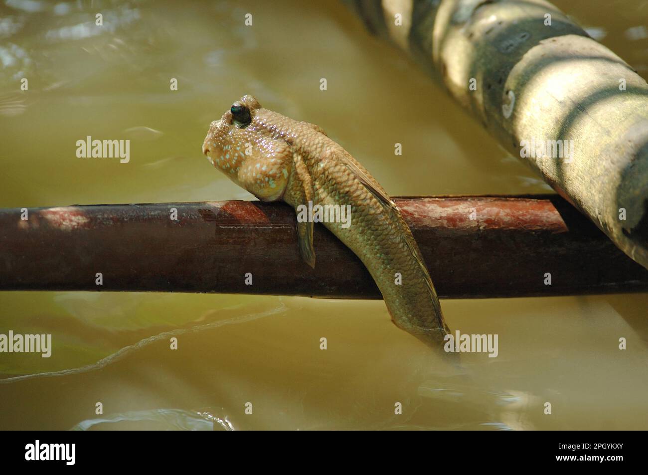 Mudskipper (Oxudercinae sp.) adult, resting on bamboo pole in mangrove ...