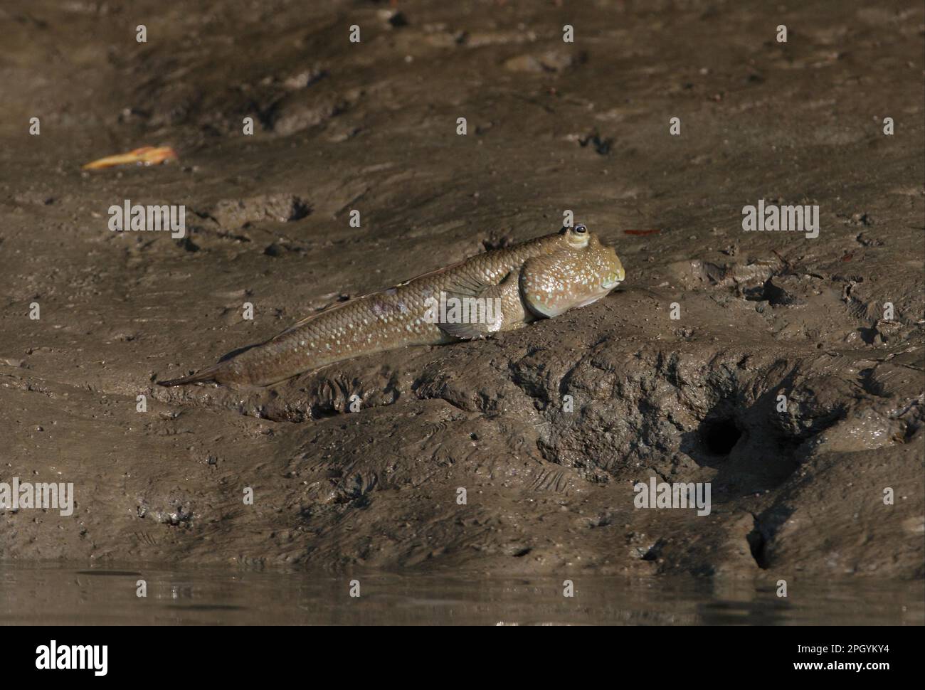 Giant Mudskipper, Large Mudskippers, Other animals, Fish, Animals ...