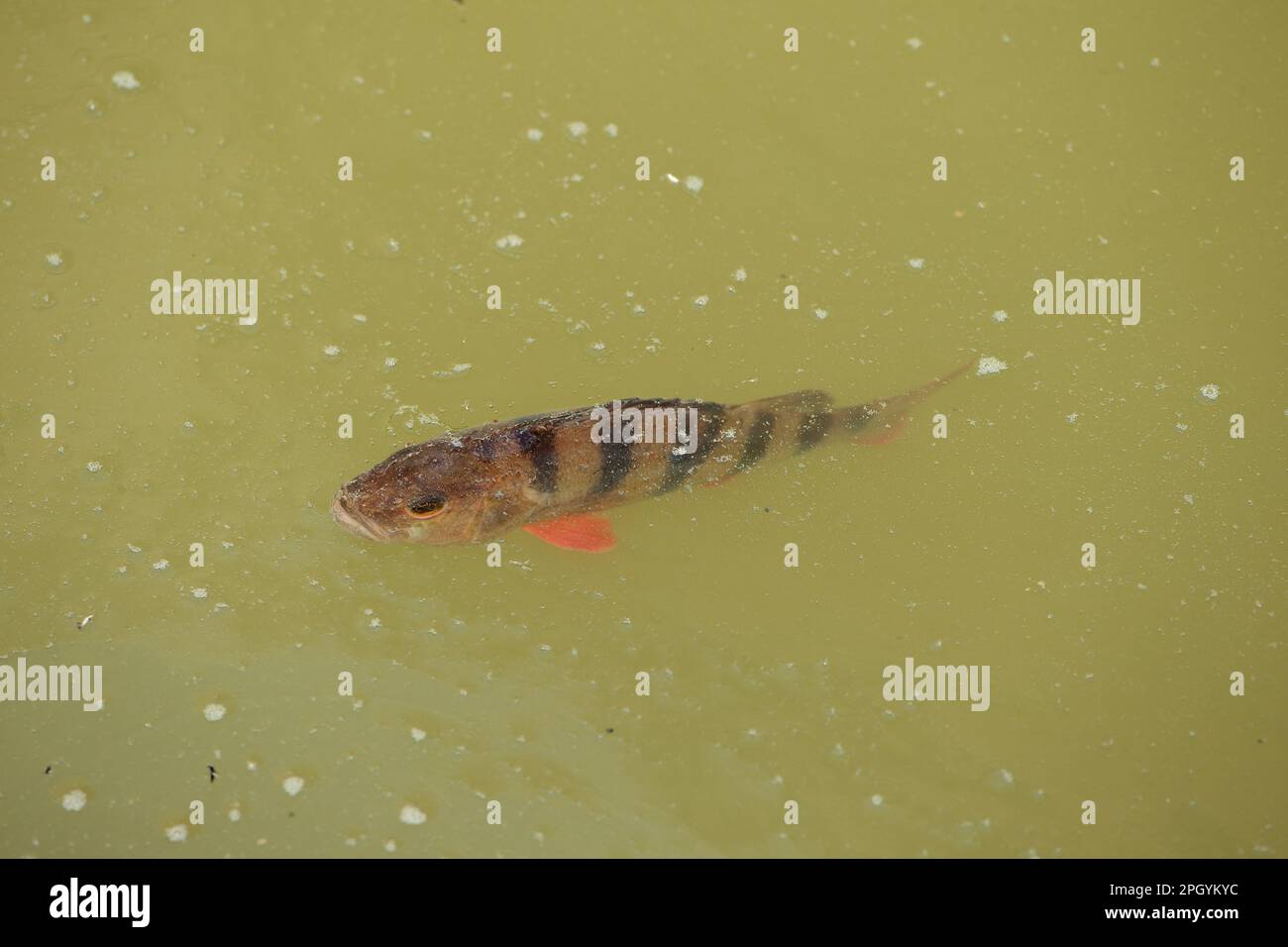 European Perch (Perca fluviatilis) adult, swimming at surface of water ...