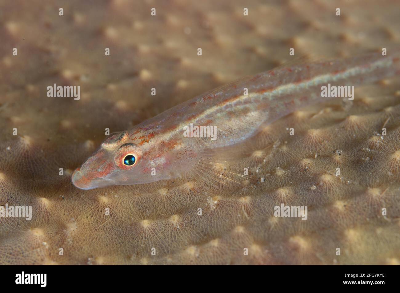 Dwarf pygmy gobies hi-res stock photography and images - Alamy