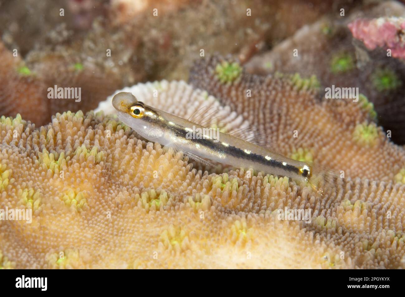 Yellow spotted goby, Yellow spotted goby, Other animals, Fishes ...