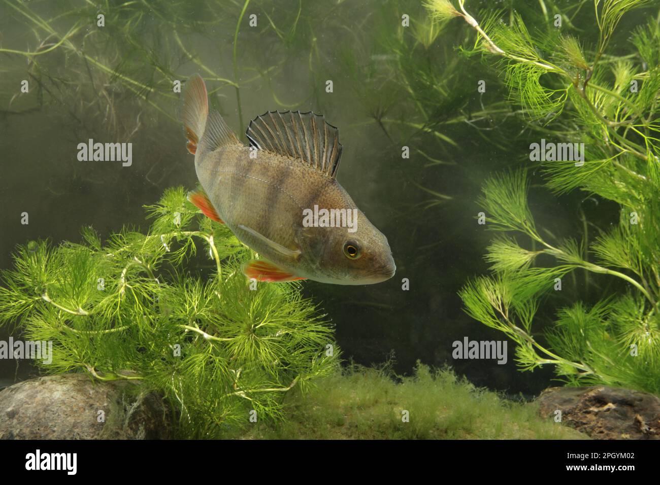 Nile Perch In Aquarium