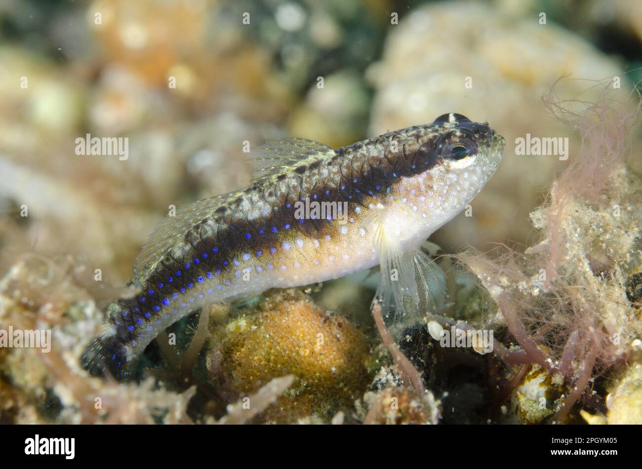 Striped Goby, Striped Dwarf Goby, Other Animals, Fish, Animals, Gobies ...