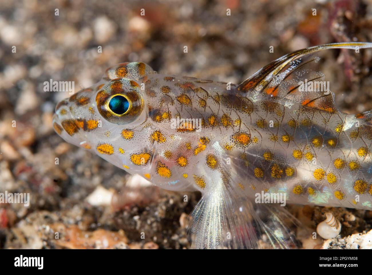 Spotted goby (Coryphopterus inframaculatus) adult, close-up of head ...