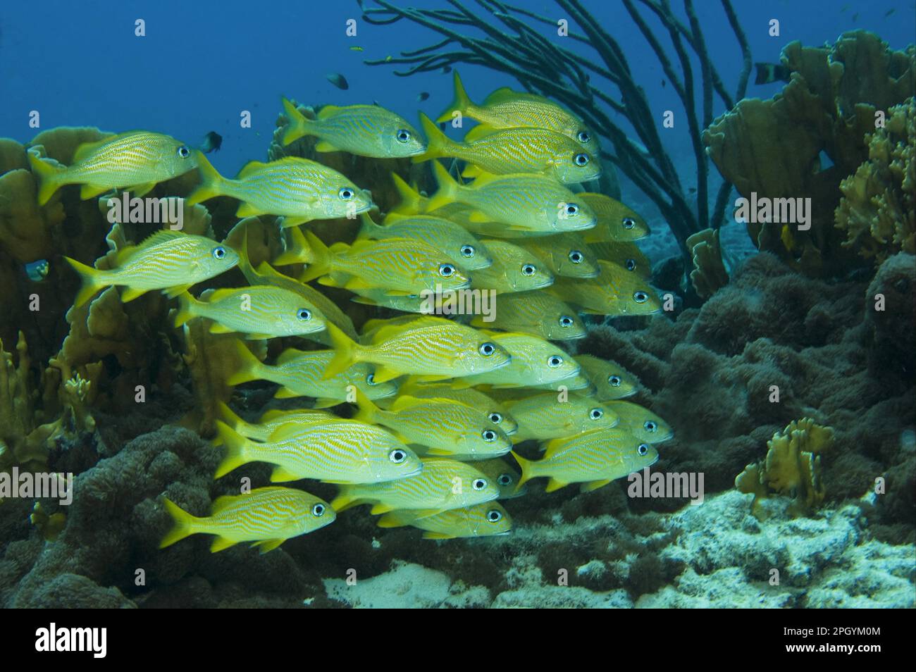 Grunt fish hi-res stock photography and images - Alamy