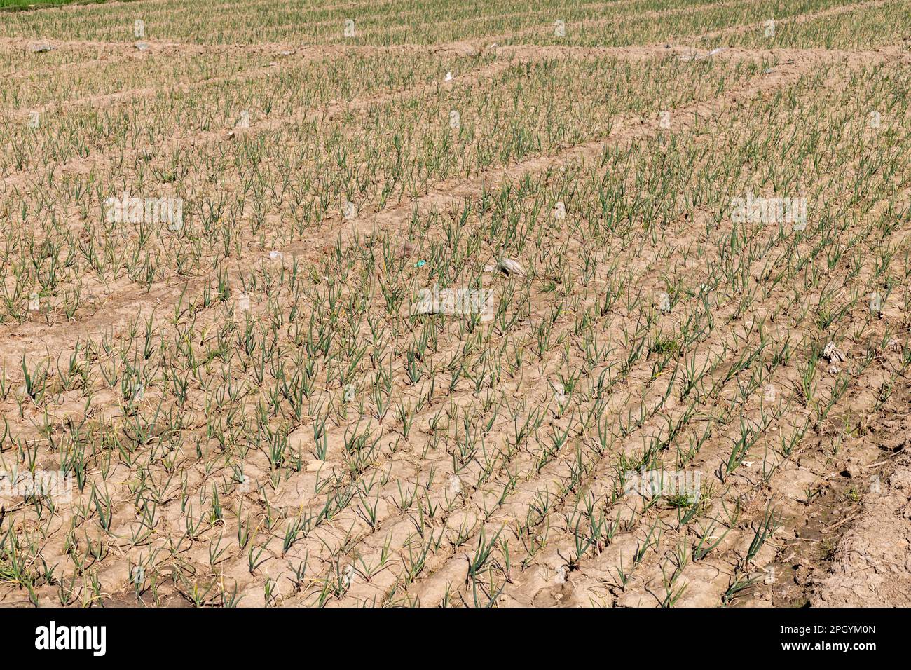 onion crop in the fields or onion farming Stock Photo - Alamy