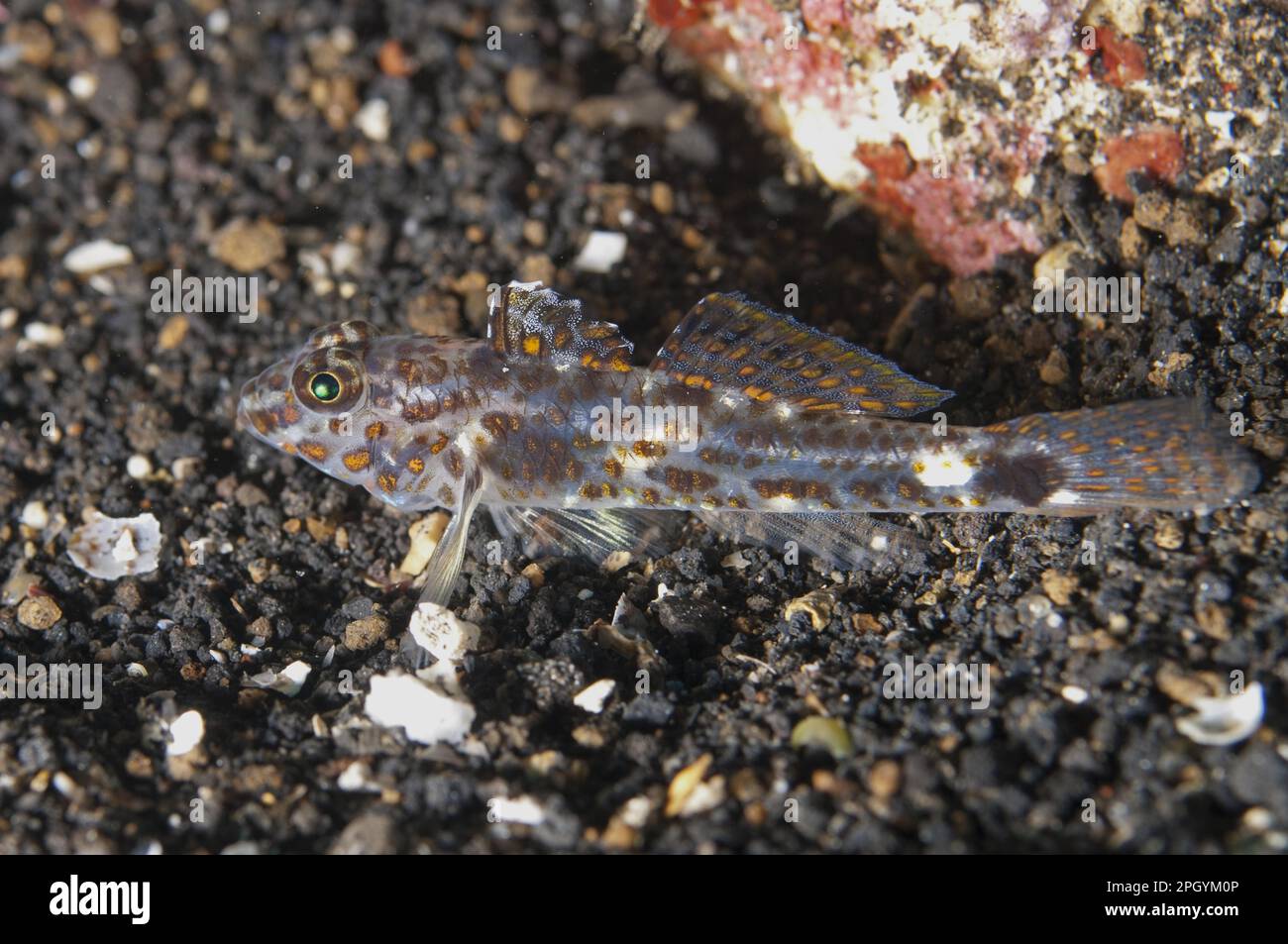 Spotted goby (Coryphopterus inframaculatus), adult female, resting on ...