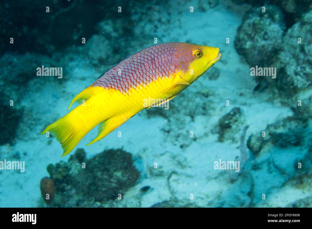 Coral hogfish hi-res stock photography and images - Alamy