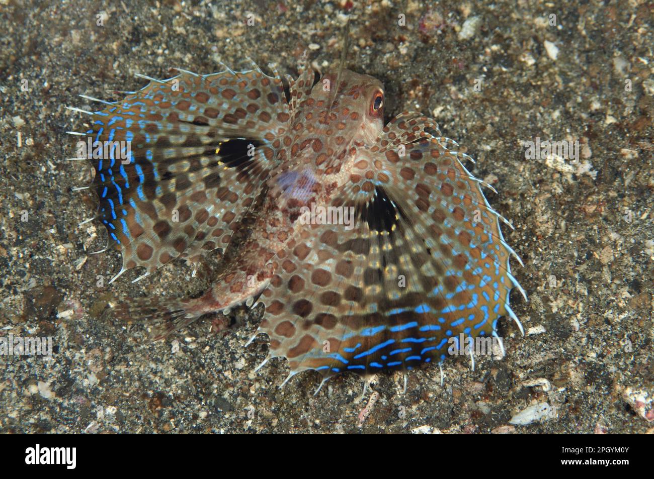 Oriental flying gurnards (Dactyloptena orientalis), Other Animals ...