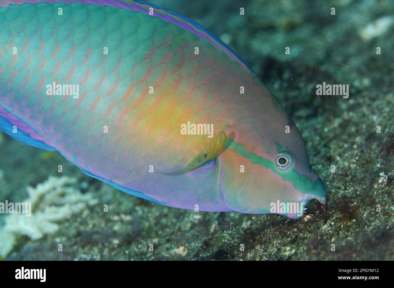 Parrotfish (Scaridae), Parrotfish, Parrotfish, Other animals, Fish ...