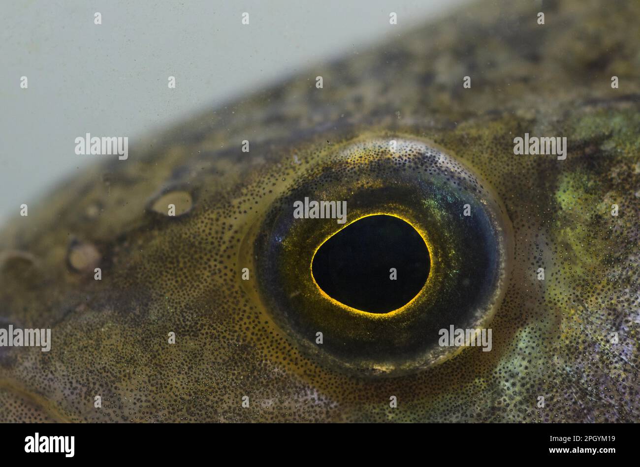 Perch, european perches (Perca fluviatilis), Perch, Perches, Other ...