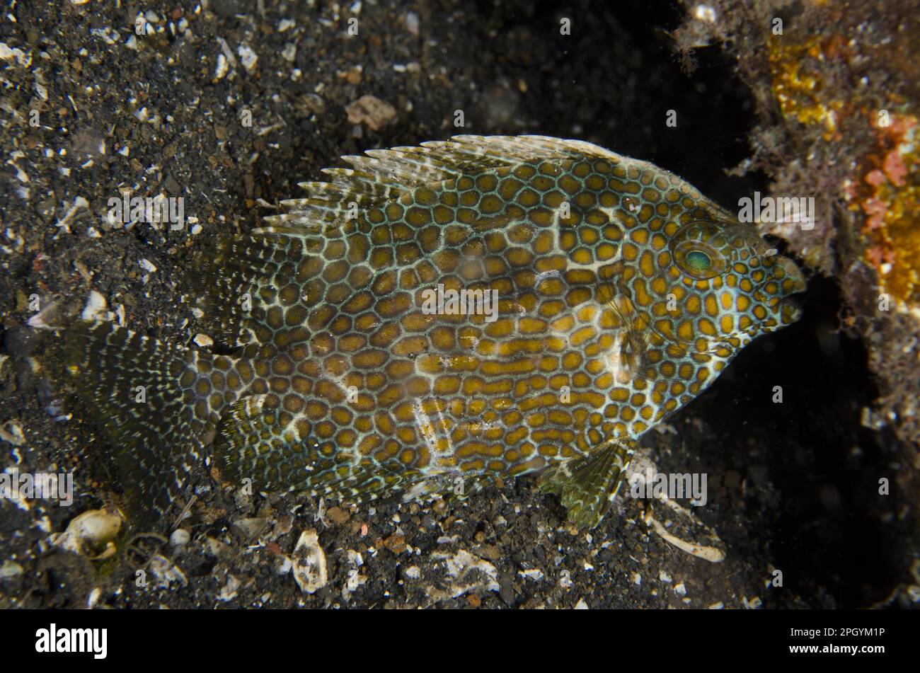 Spotted Rabbitfish, Spotted Rabbitfish, Rabbitfish, Other animals, Fish ...