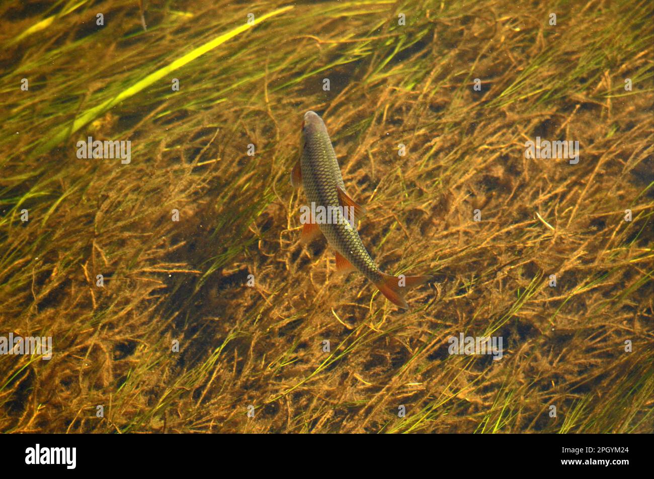 Weed bed hi-res stock photography and images - Alamy