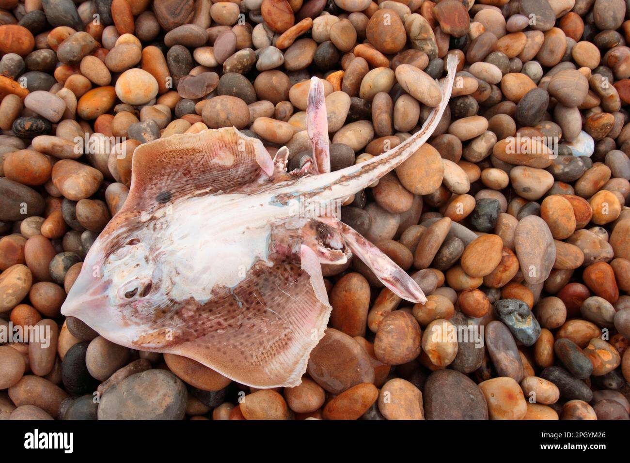 Spotted Ray (Raja montagui) dead adult, washed up on pebble beach ...