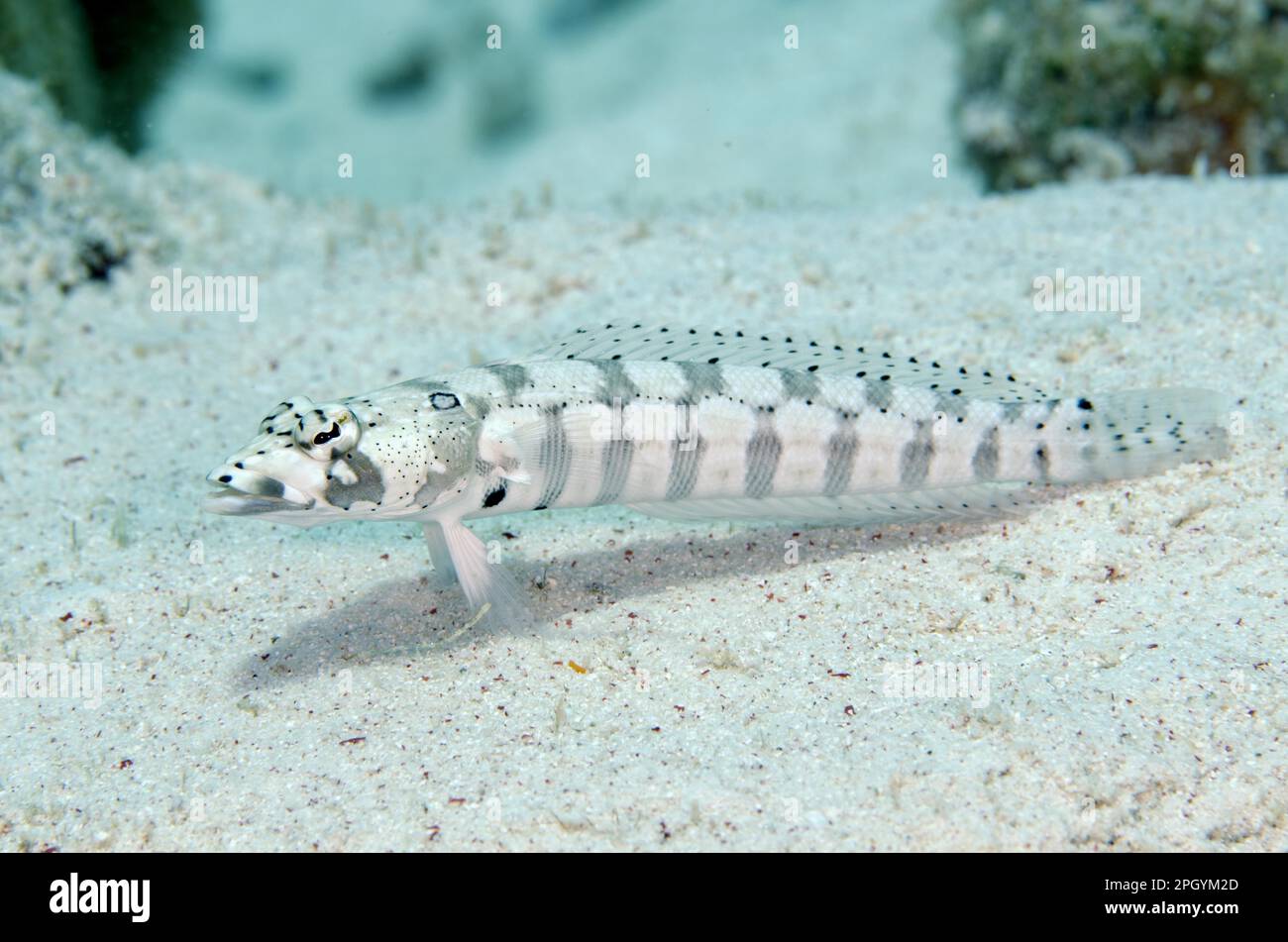 Eye Striped Sandperch, Eye Striped Sandperch, Sand Perch, Sand Perch ...