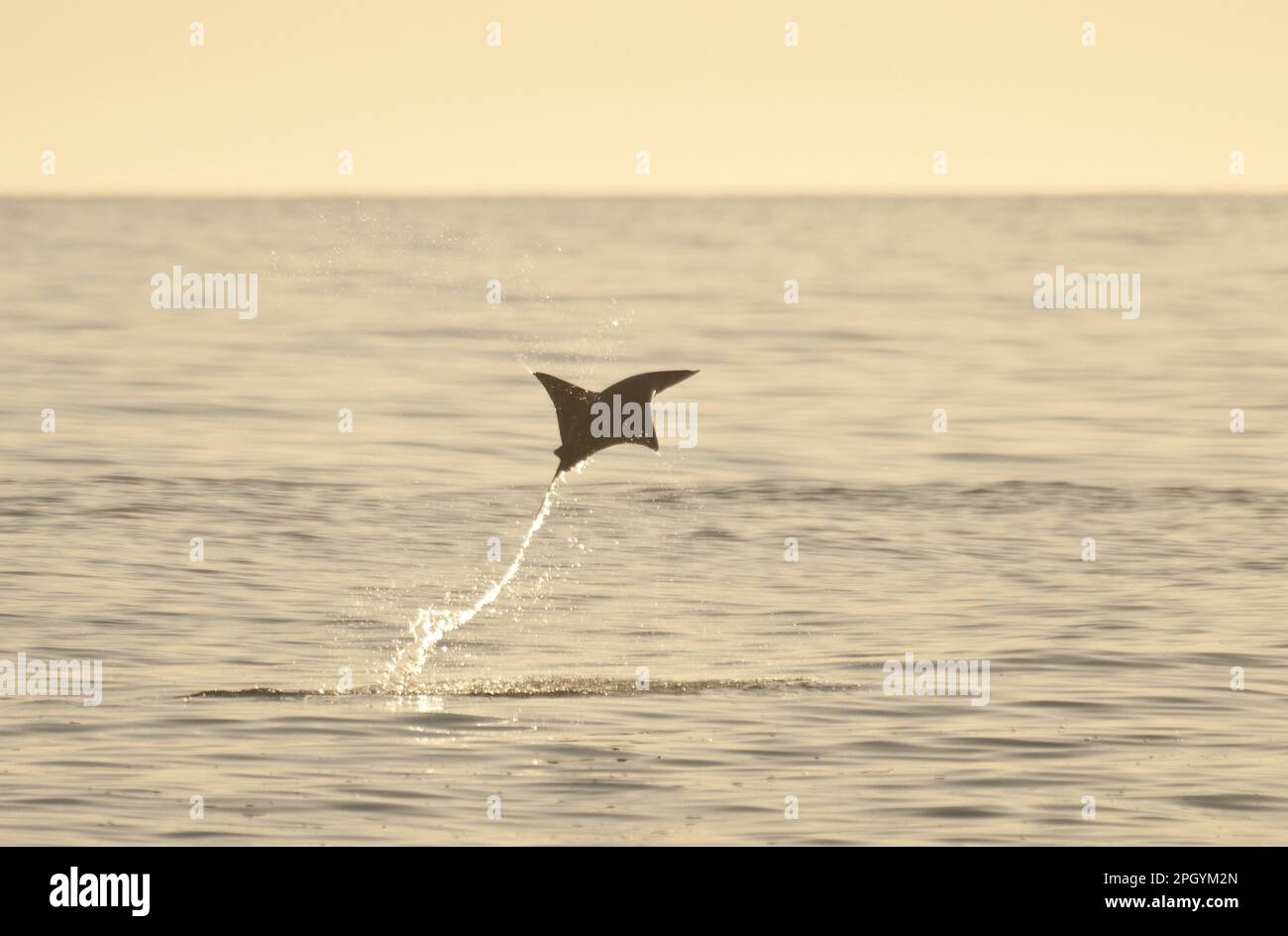 Mobula Ray (Mobula sp.) adult, leaping from water at dusk, Sea of ...