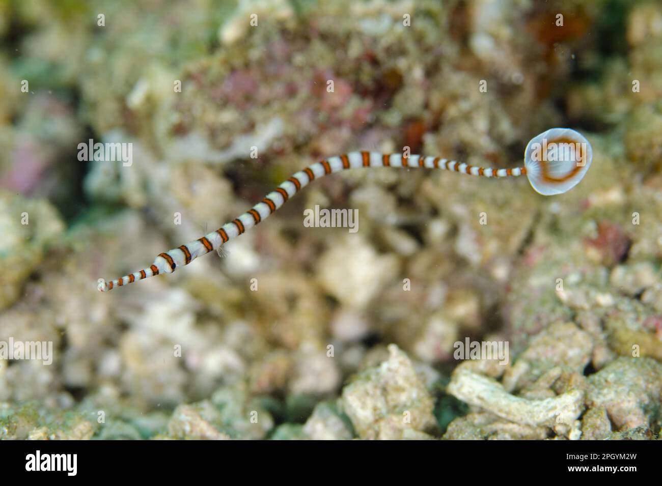 Ringed Pipefish (Dunckerocampus dactyliophorus) adult, swimming, Rinca ...