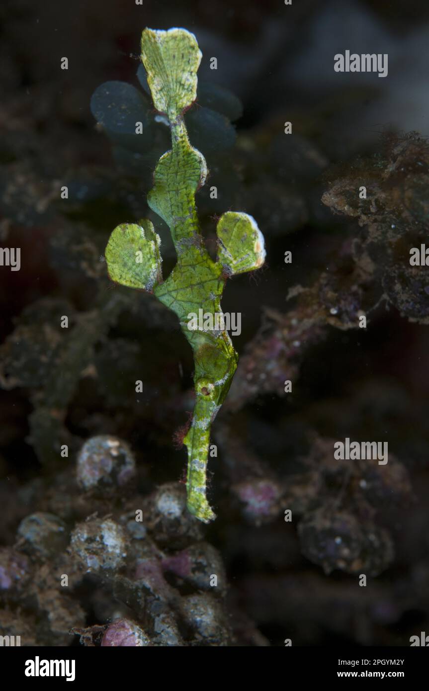 Halimeda ghost pipefishes hi-res stock photography and images - Alamy