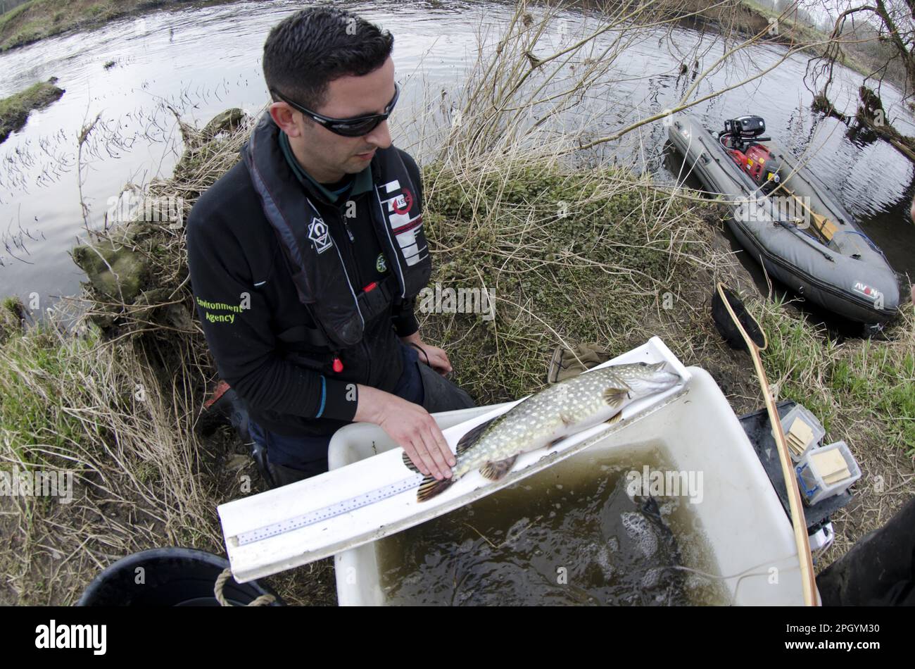 Pike, European Pike, Other animals, Fish, Animals, Pike-like, Northern ...