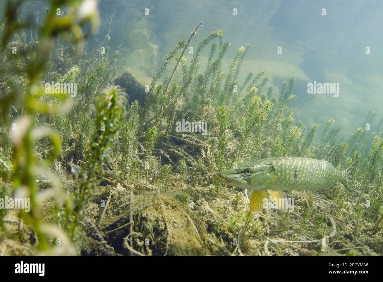 Pike, European Pike, Other animals, Fish, Animals, Pike-like, Northern ...