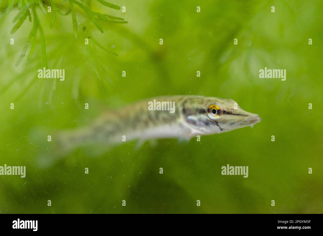 Pike, European pike, Other animals, Fish, Animals, Pike-like, Northern ...