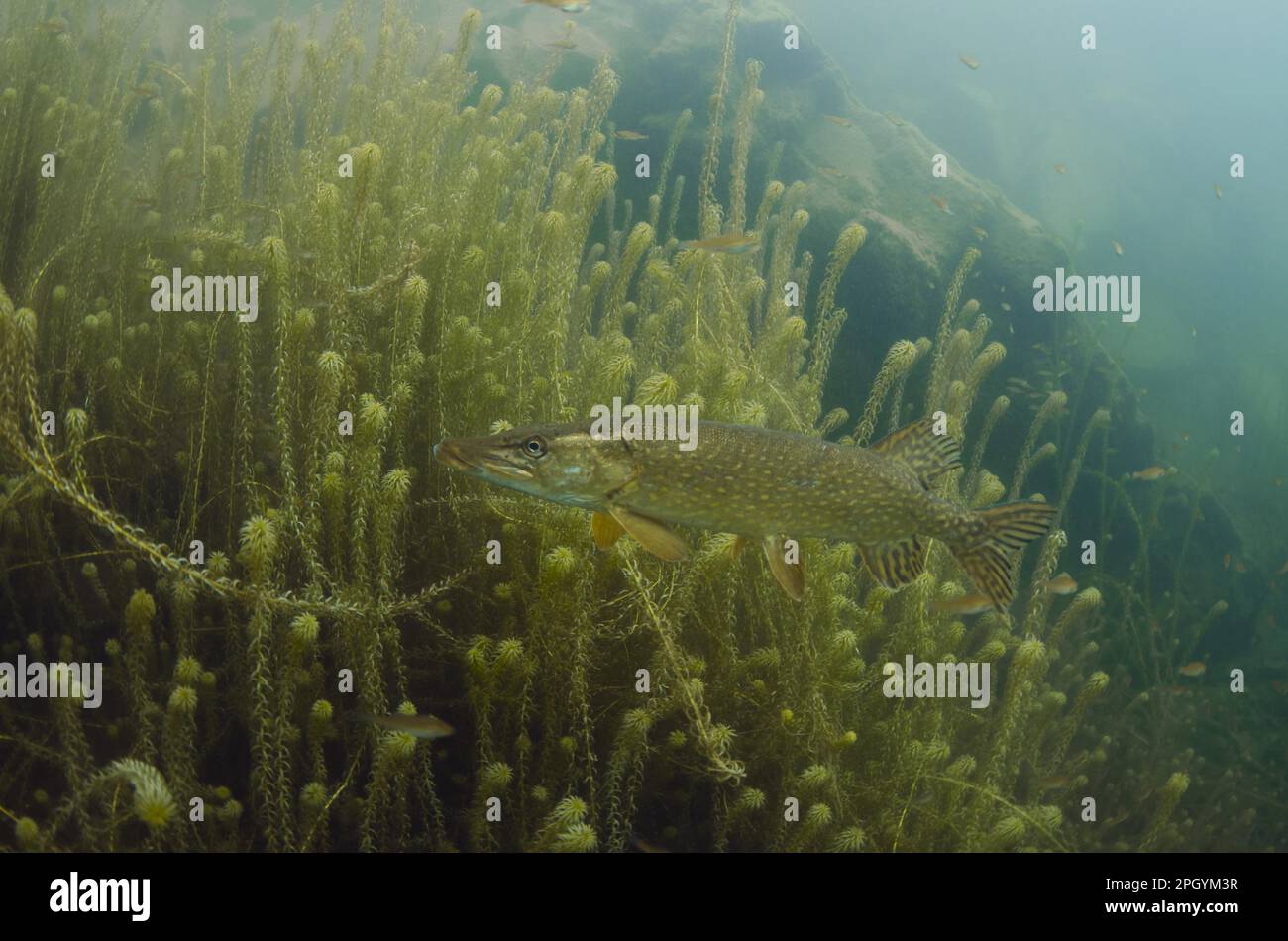 Pike, European Pike, Other animals, Fish, Animals, Pike-like, Northern ...