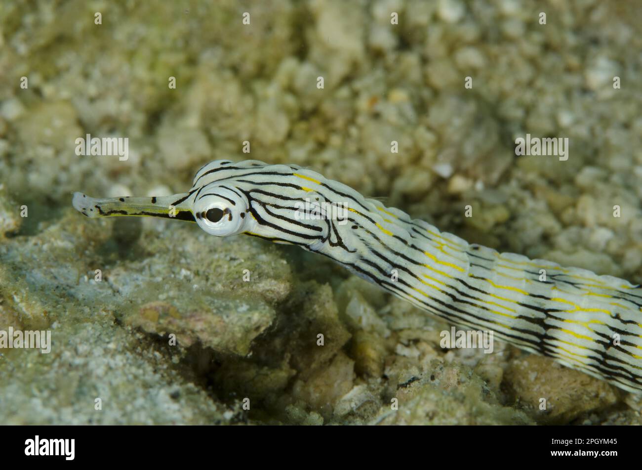 Network Pipefish (Corythoichthys flavofasciatus) adult, close-up of ...