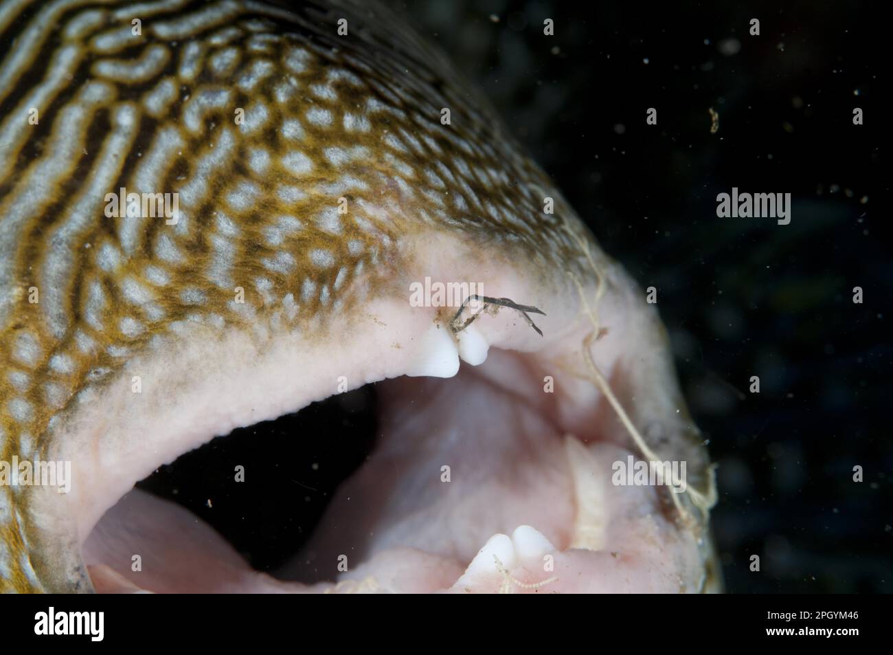 Map (Arothron mappa) Pufferfish, Map Pufferfish, map puffer, Map ...