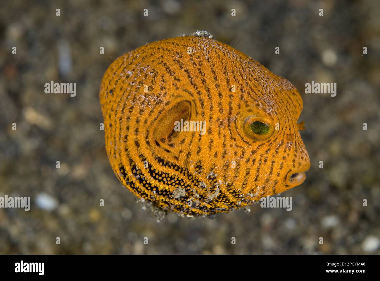 Star puffers hi-res stock photography and images - Alamy