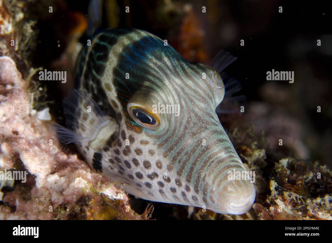Valentinni's sharpnose puffer (Canthigaster valentini) adult, resting ...
