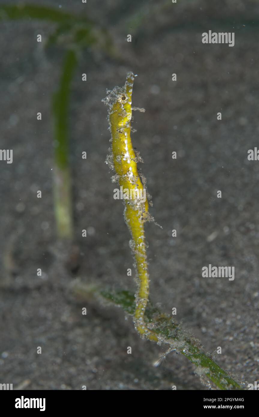 Shortpouch pygmy pipehorse (Acentronura tentaculata) adult clinging to ...