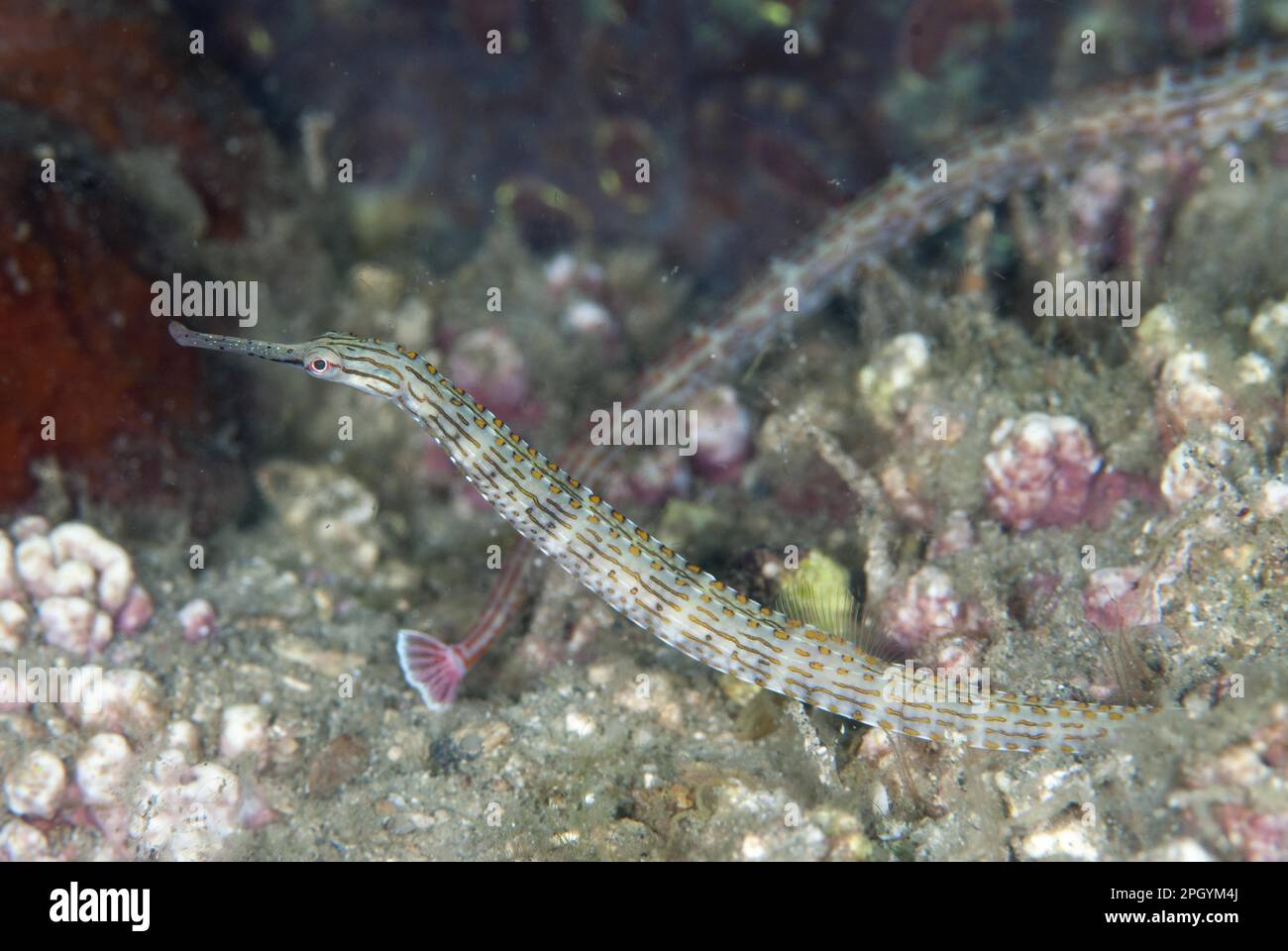 Orange-spotted pipefish (Corythoichthys ocellatus), ocellated pipefish ...