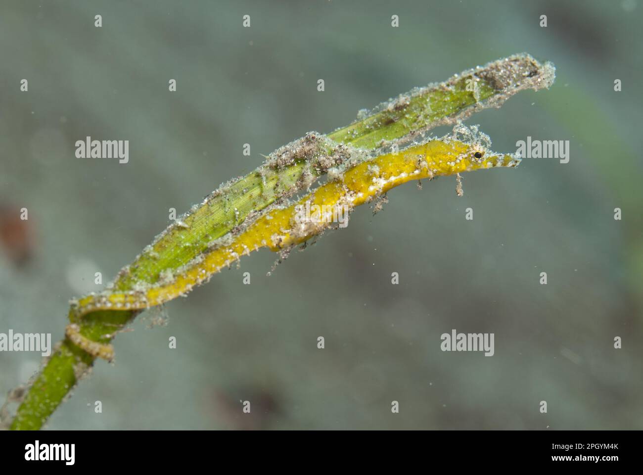 Pygmy pipefish, Pygmy lake needle, Pygmy lake needles, Other animals ...