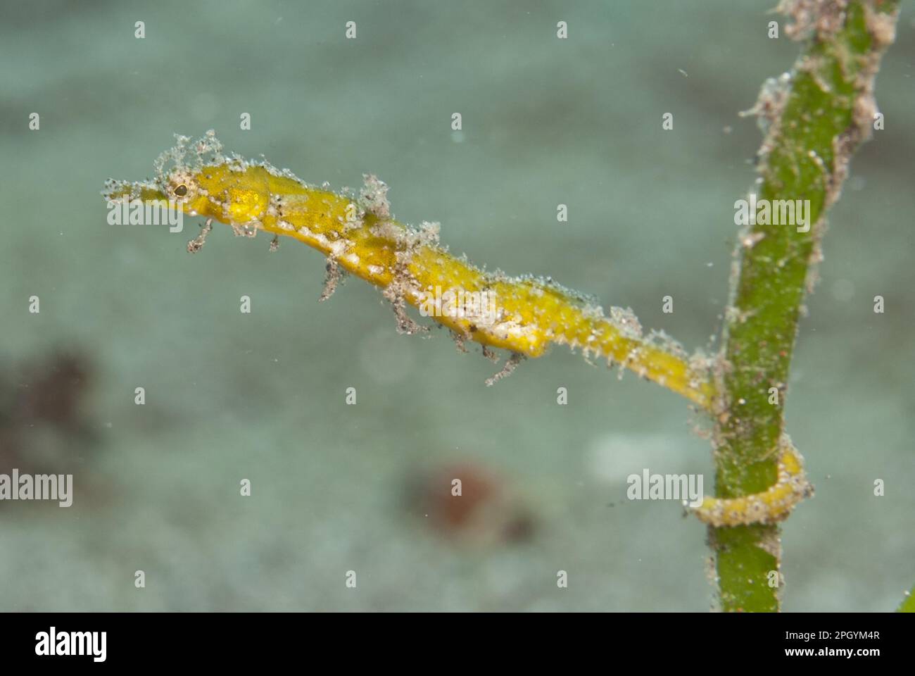 Pygmy pipefish, Pygmy lake needle, Pygmy lake needles, Other animals ...