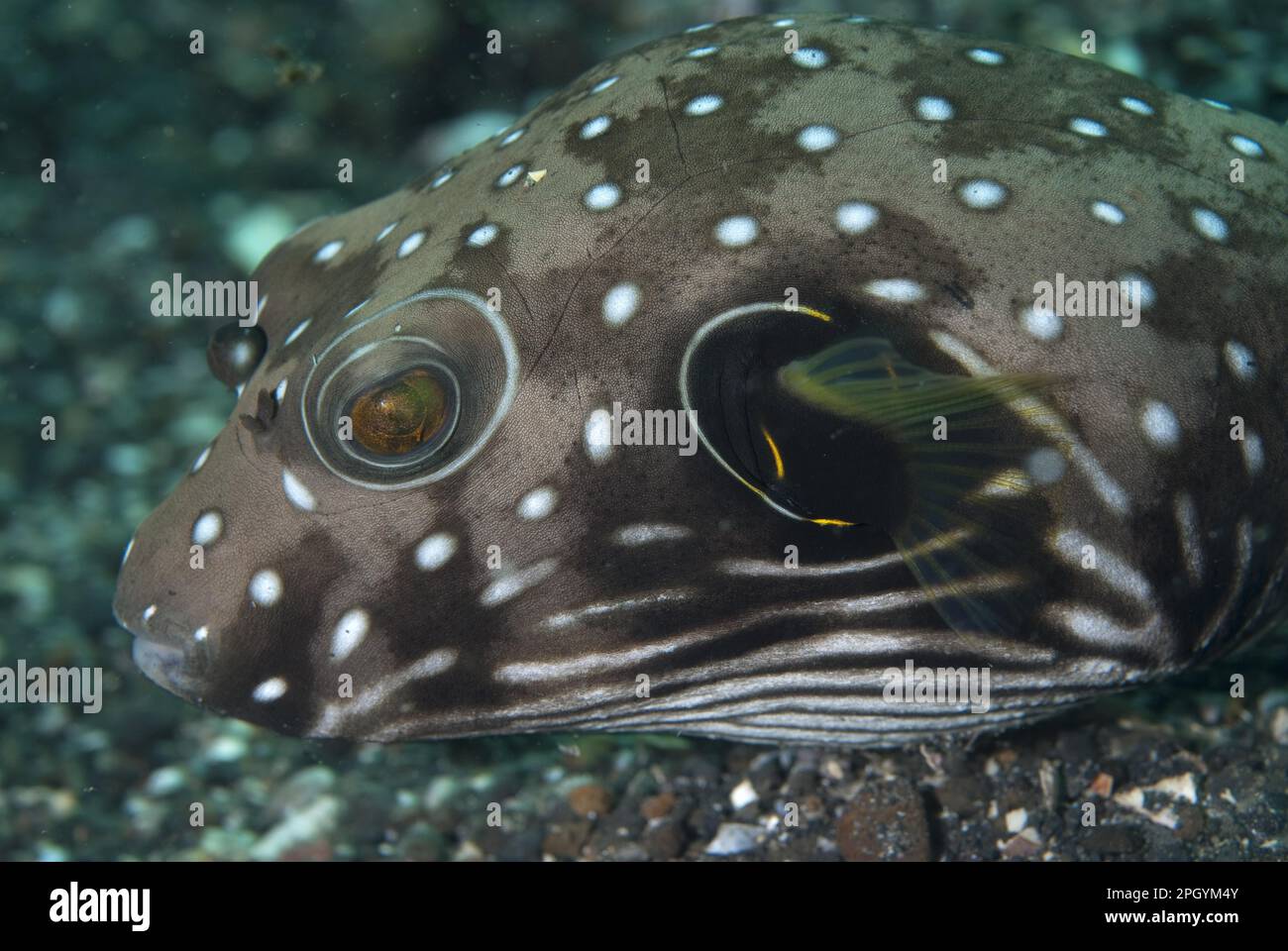 White-spotted pufferfish, white-spotted puffers (Arothron hispidus ...