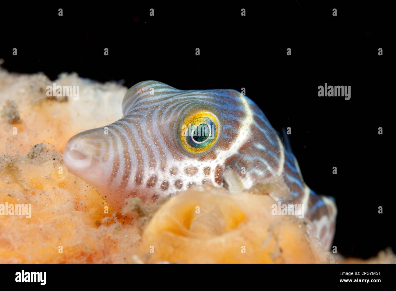 Saddleback Pufferfish, Saddleback Pufferfish, Other animals, Fish ...