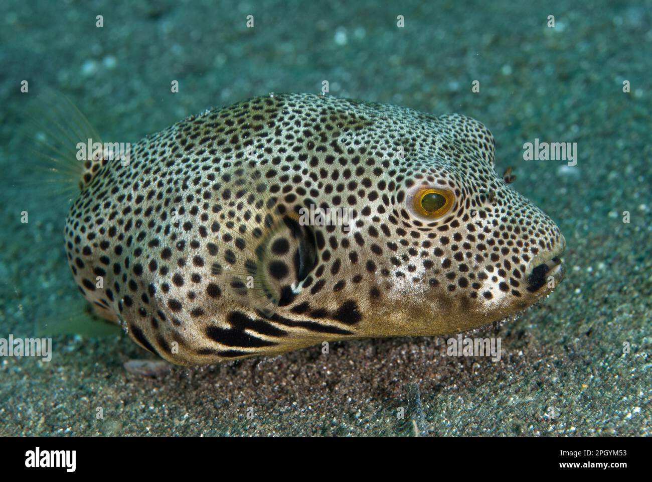 Juvenile star pufferfish hi-res stock photography and images - Alamy
