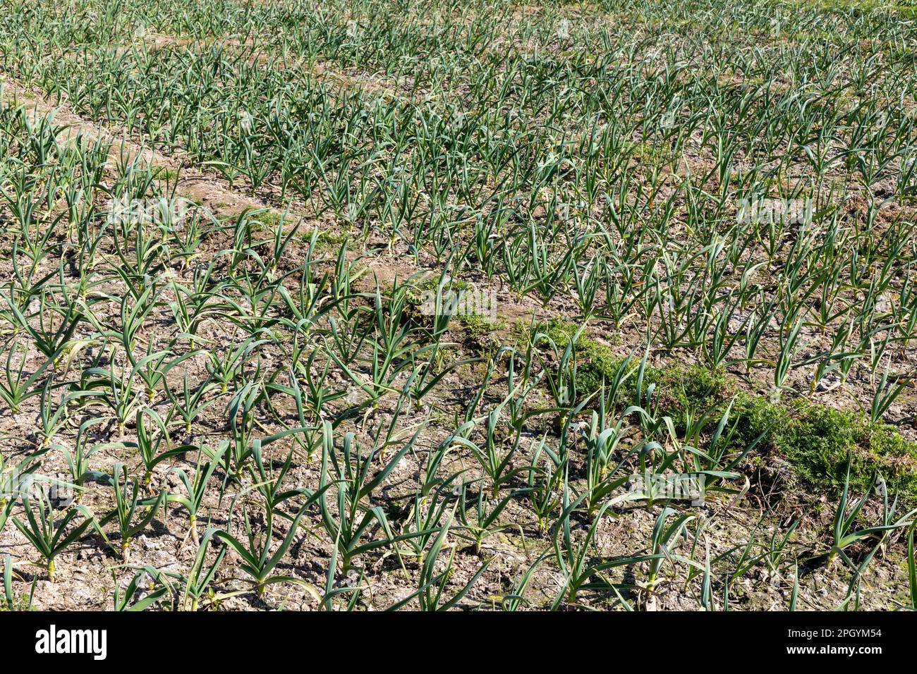 Garlic crop growing in the fields Stock Photo - Alamy