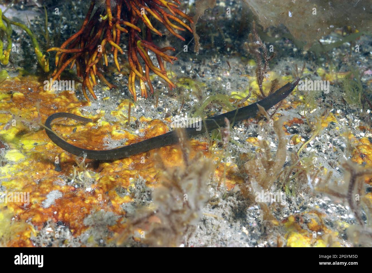Syngnathus lumbriciformis, Scimitar Snakefish, Wormfish, Scimitar ...