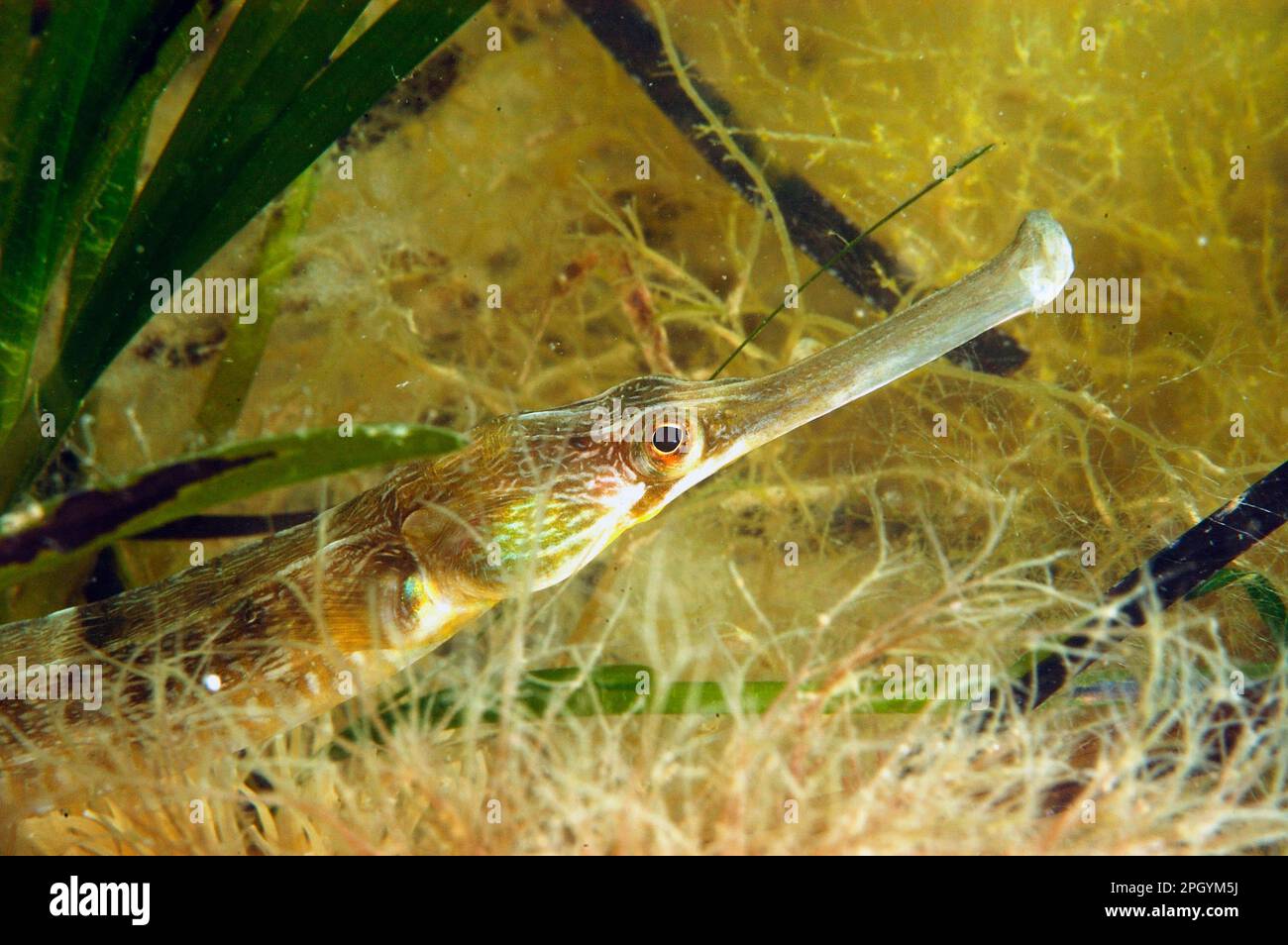 Greater bay area fish hi-res stock photography and images - Alamy
