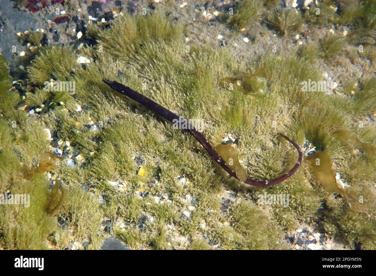 Wormfish hi-res stock photography and images - Alamy