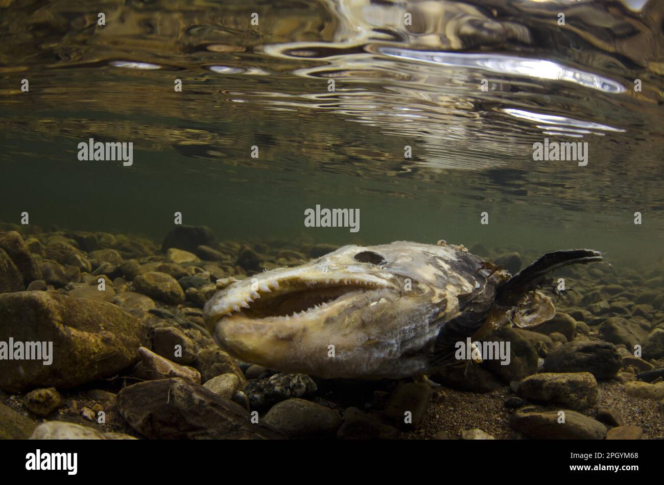 Atlantic (Salmonidae) salmon (Salmo salar), Atlantic Salmon, Other ...