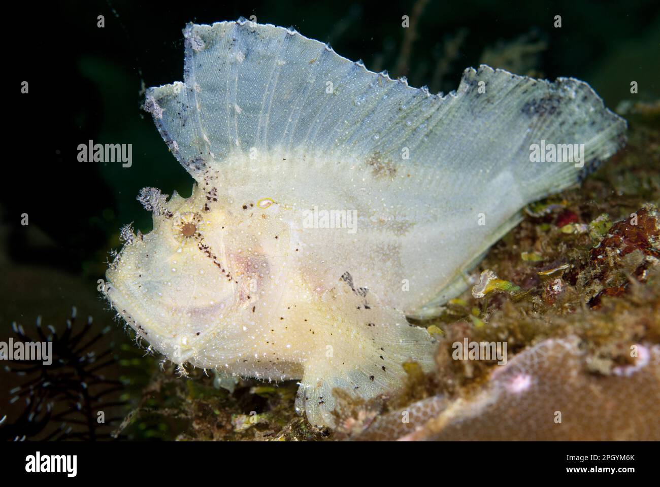 Leaf scorpionfishes (Taenianotus triacanthus), Other animals, Fish ...