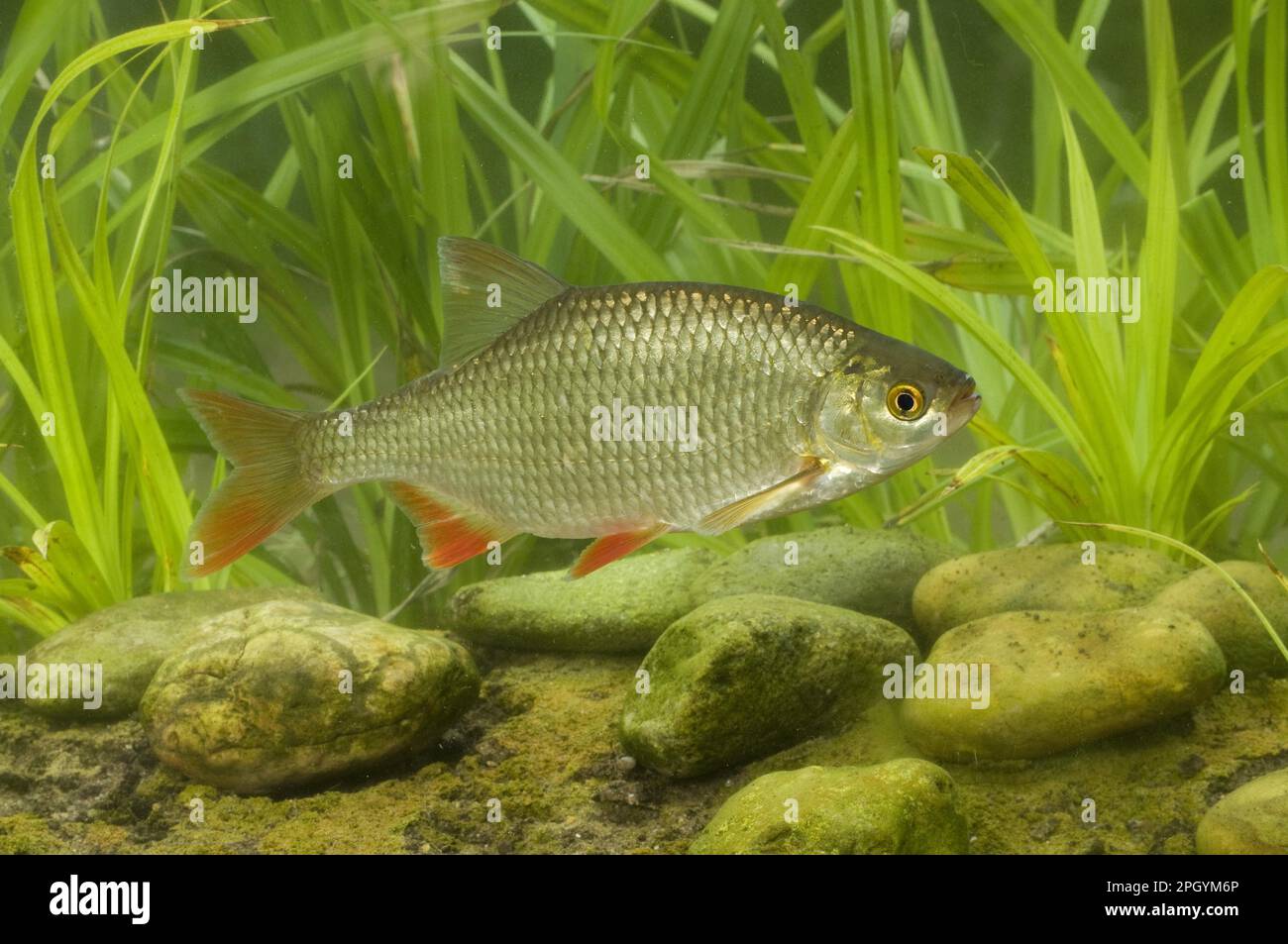 Rudd, common rudd (Scardinius erythrophthalmus), Red Lead, Rudd ...