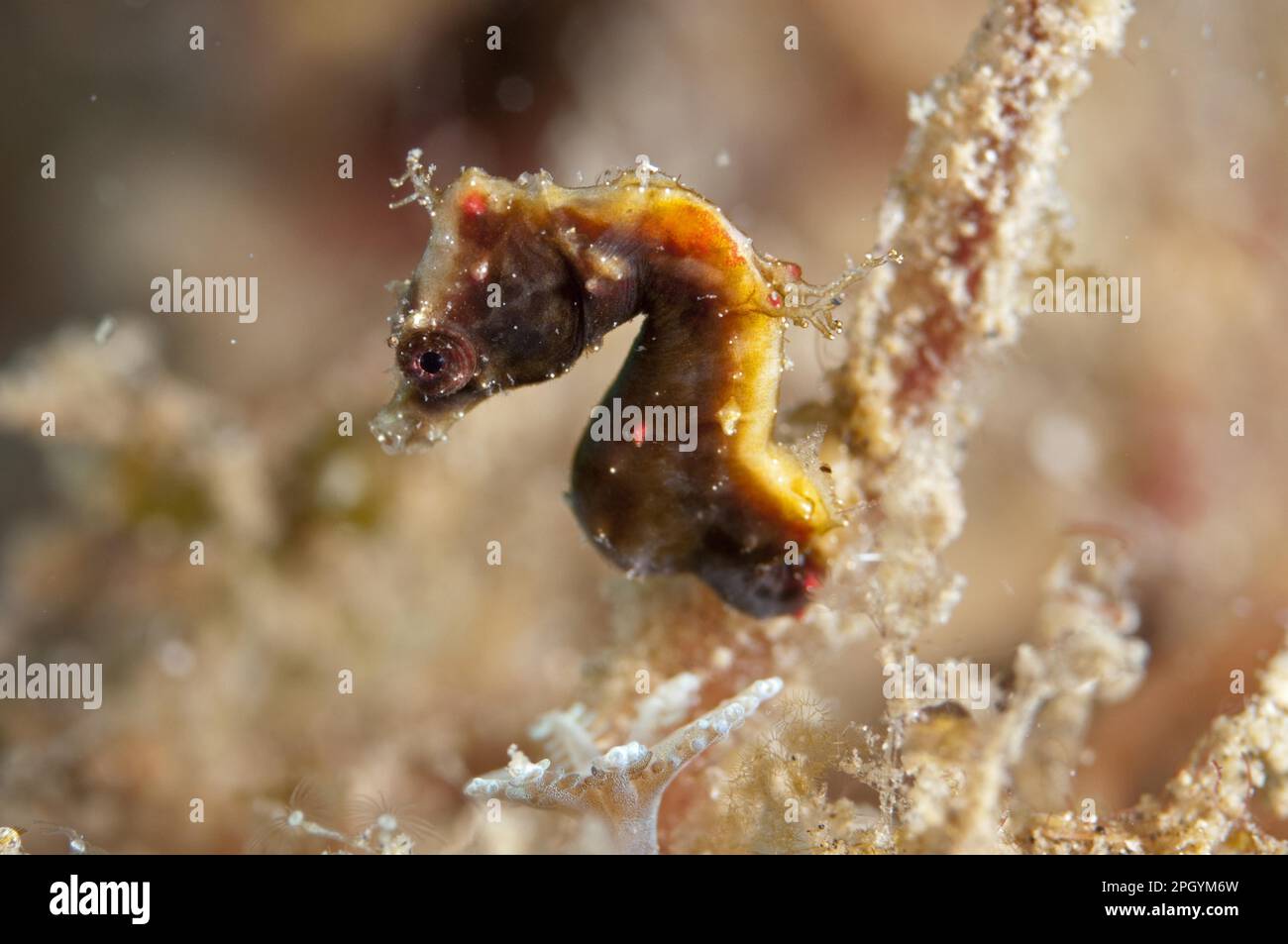 Pontoh's pygmy seahorse (Hippocampus pontohi), Needlefish (Pisces ...